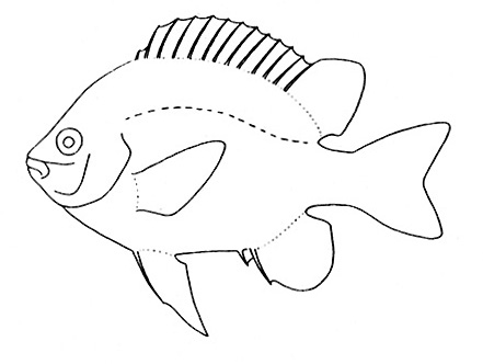 Online Identification Keys - Key to near shore fish families of Hawaii