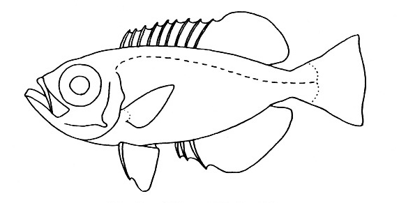 Online Identification Keys - Key to near shore fish families of Hawaii