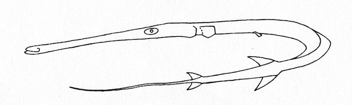 Online Identification Keys - Key to near shore fish families of Hawaii