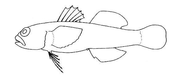 Online Identification Keys - Key to near shore fish families of Hawaii