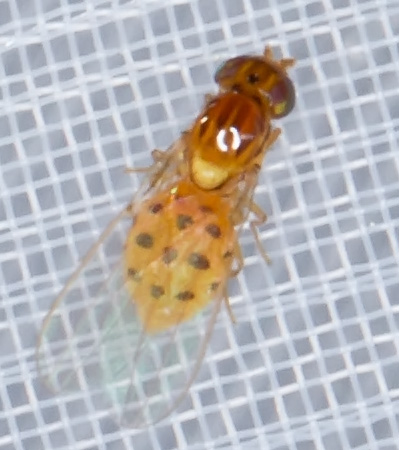 Online Identification Keys - Key to the Western Palaearctic Asteiidae ...